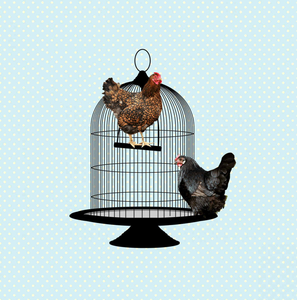 Prop 12 “Cage Free” = 1 to 1.5 Square Feet